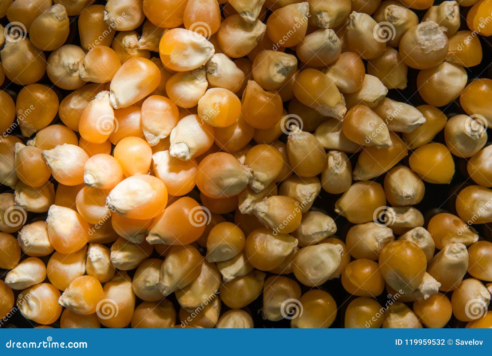 Corn Grains Macro in Hard Light Stock Photo - Image of natural ...