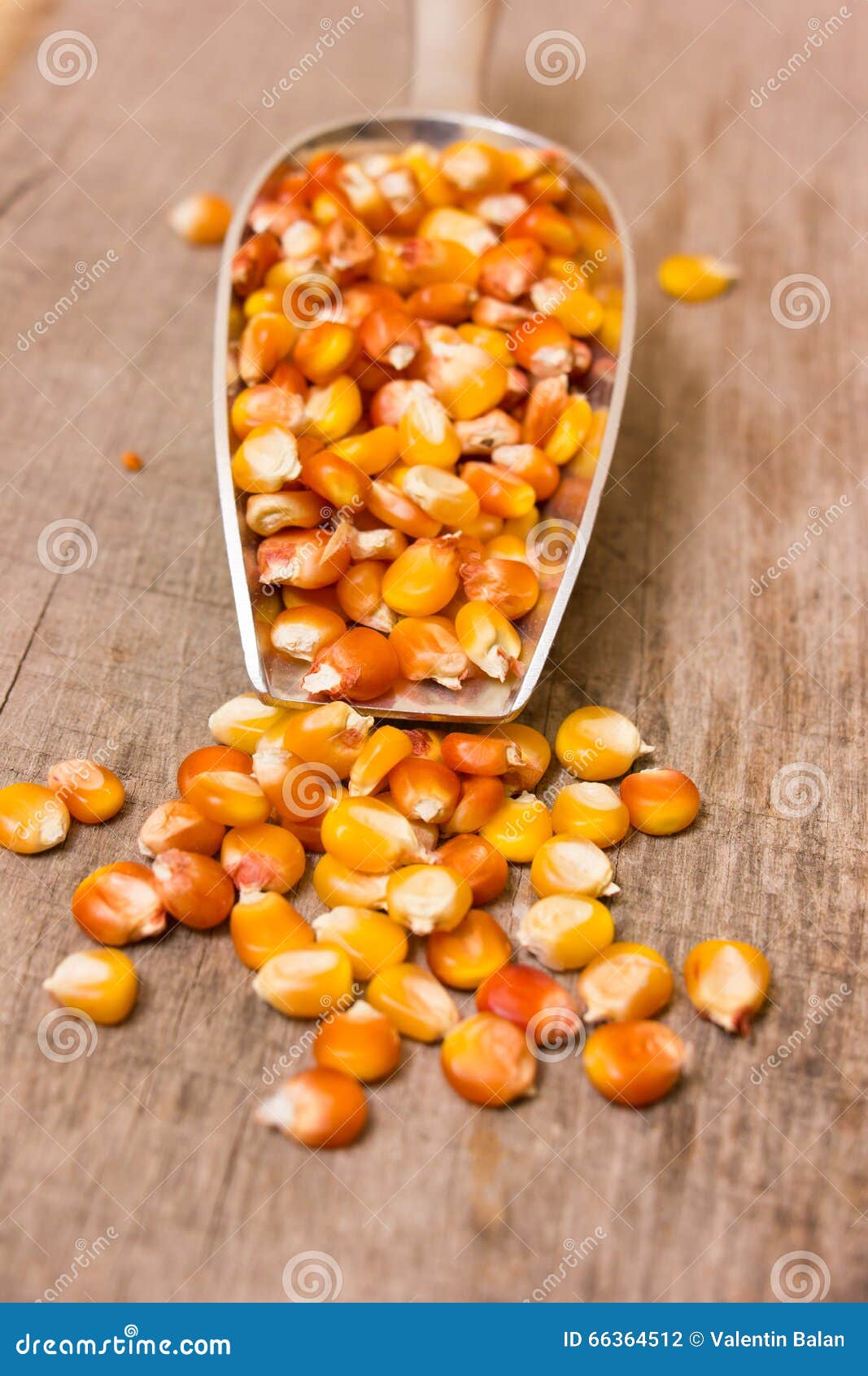 Corn grains stock photo. Image of farm, biology, maize - 66364512