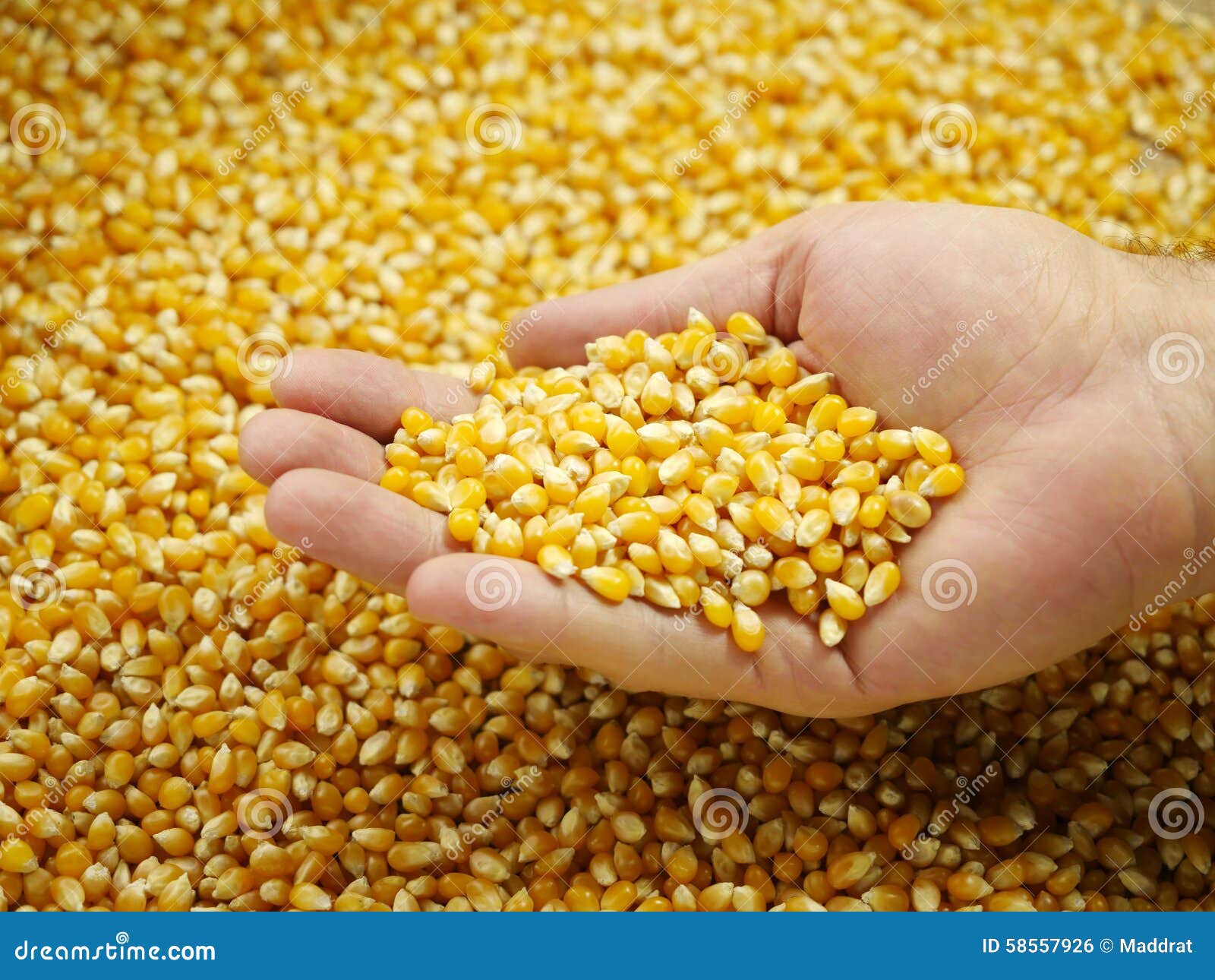 Corn grains in the palm stock photo. Image of people - 58557926