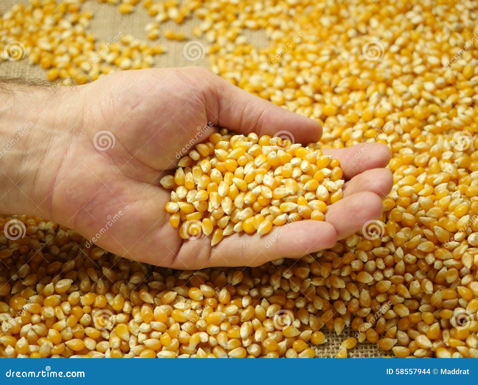 Corn grains in the palm stock photo. Image of harvest - 58557944