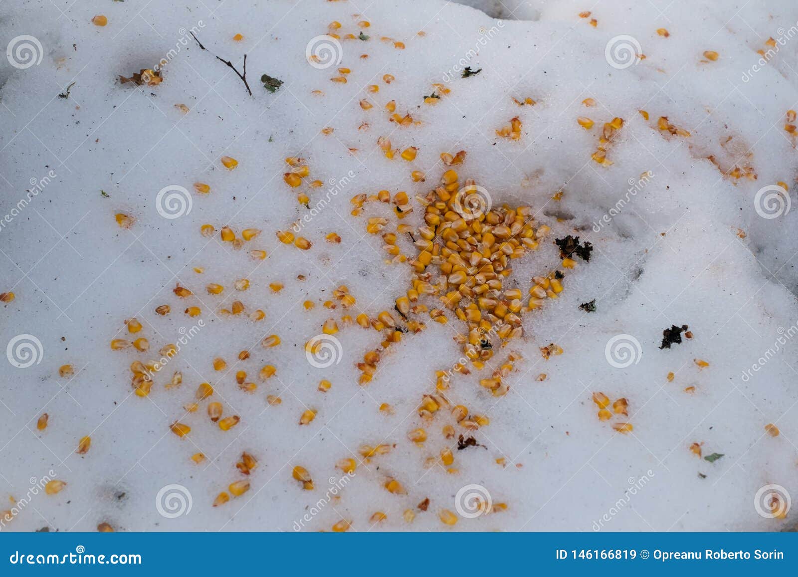 Corn Grains Thrown on the Snow in Forest Stock Image - Image of ecology ...