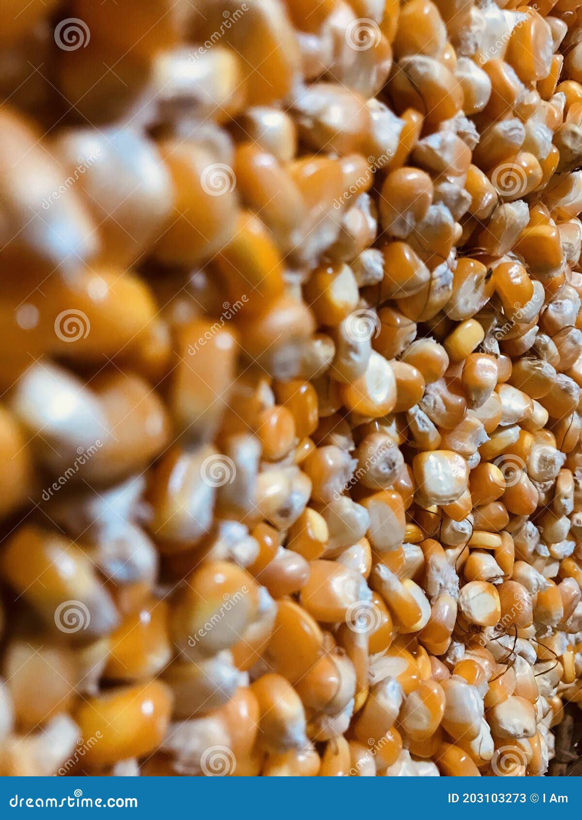 Corn Grains Wallpapers stock image. Image of snack, wallpapers - 203103273