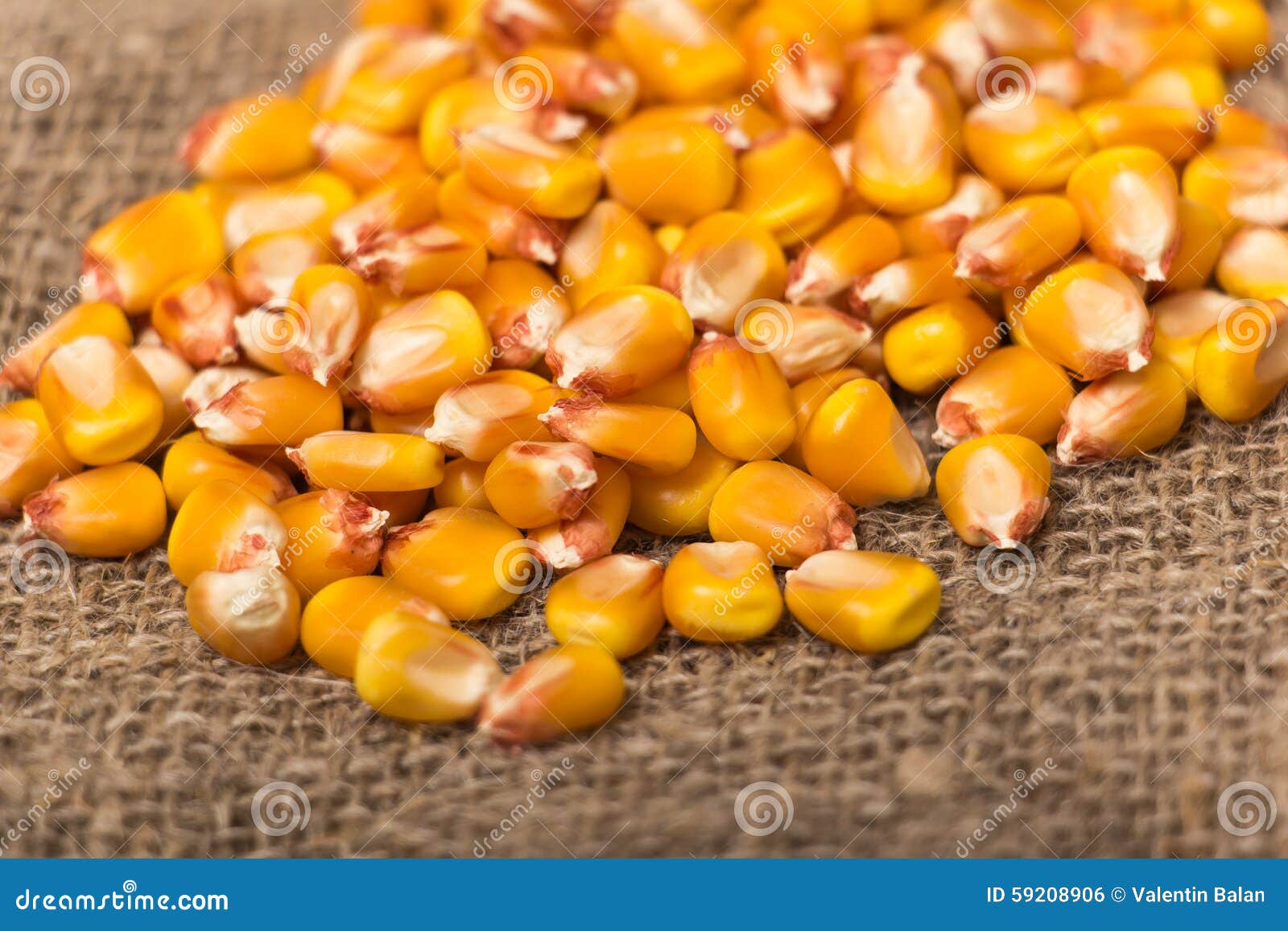 Corn grains stock photo. Image of nature, autumn, grains - 59208906