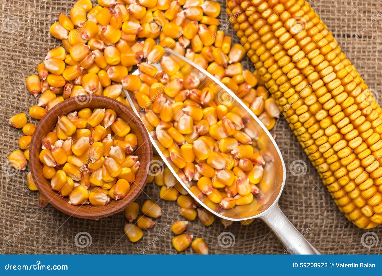 Corn grains stock image. Image of background, grains - 59208923