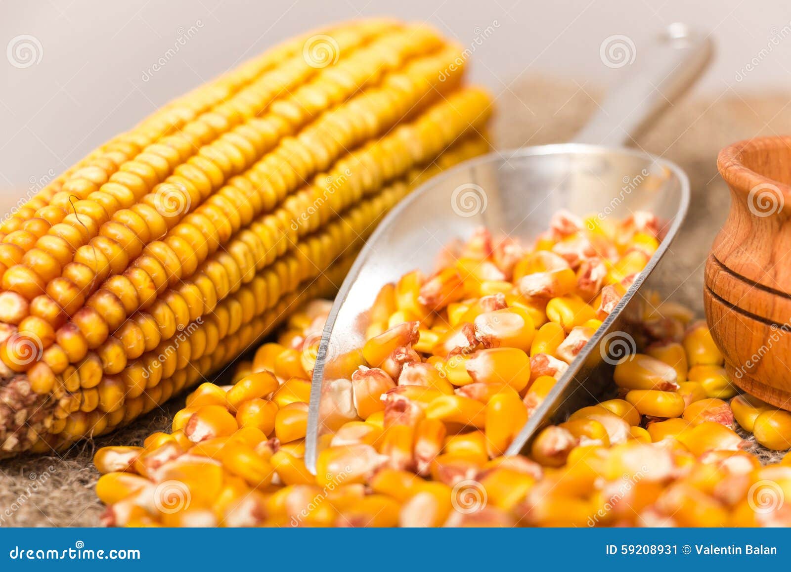 Corn grains stock image. Image of cooking, agriculture - 59208931