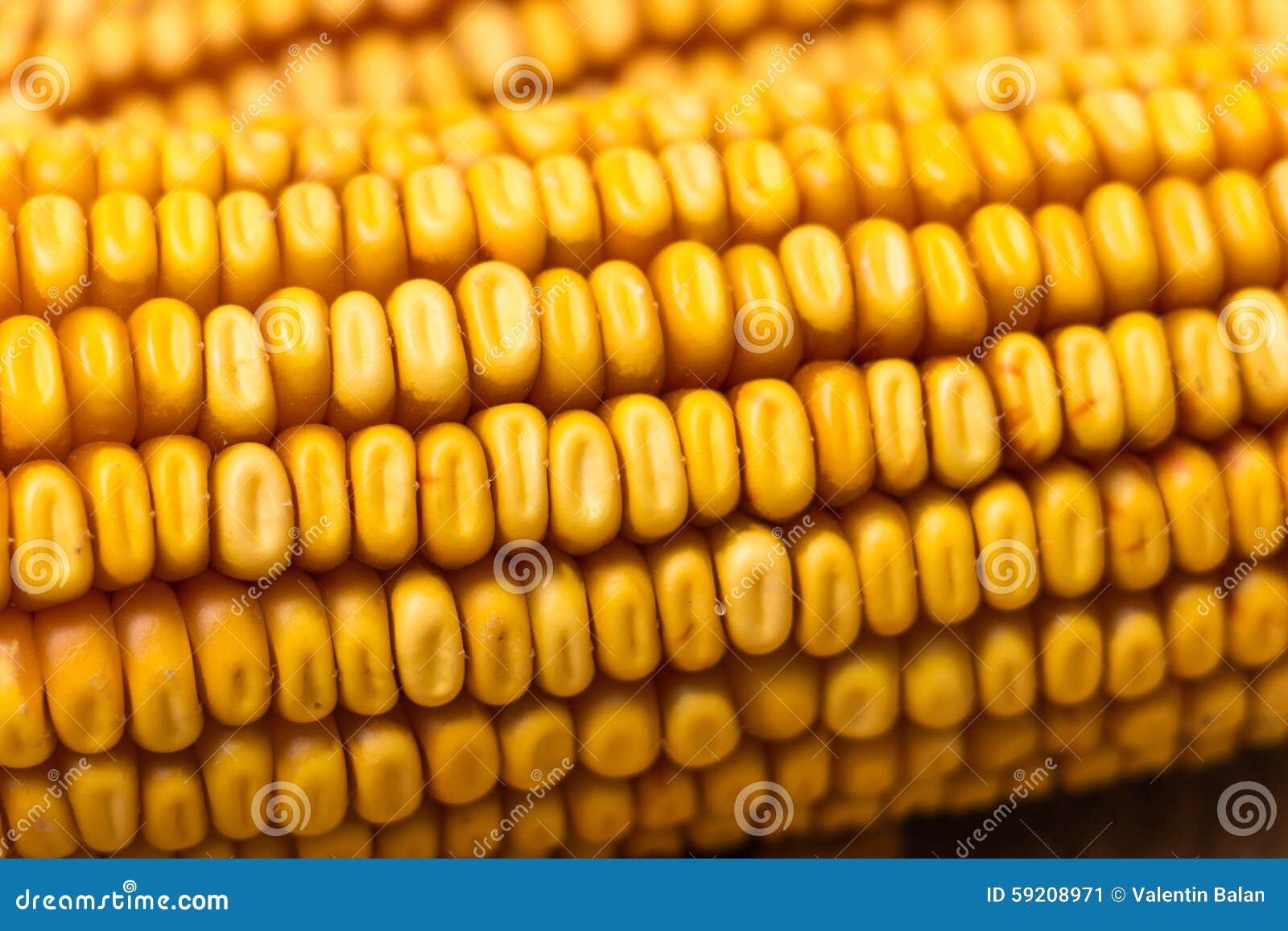 Corn grains stock image. Image of group, grain, health - 59208971
