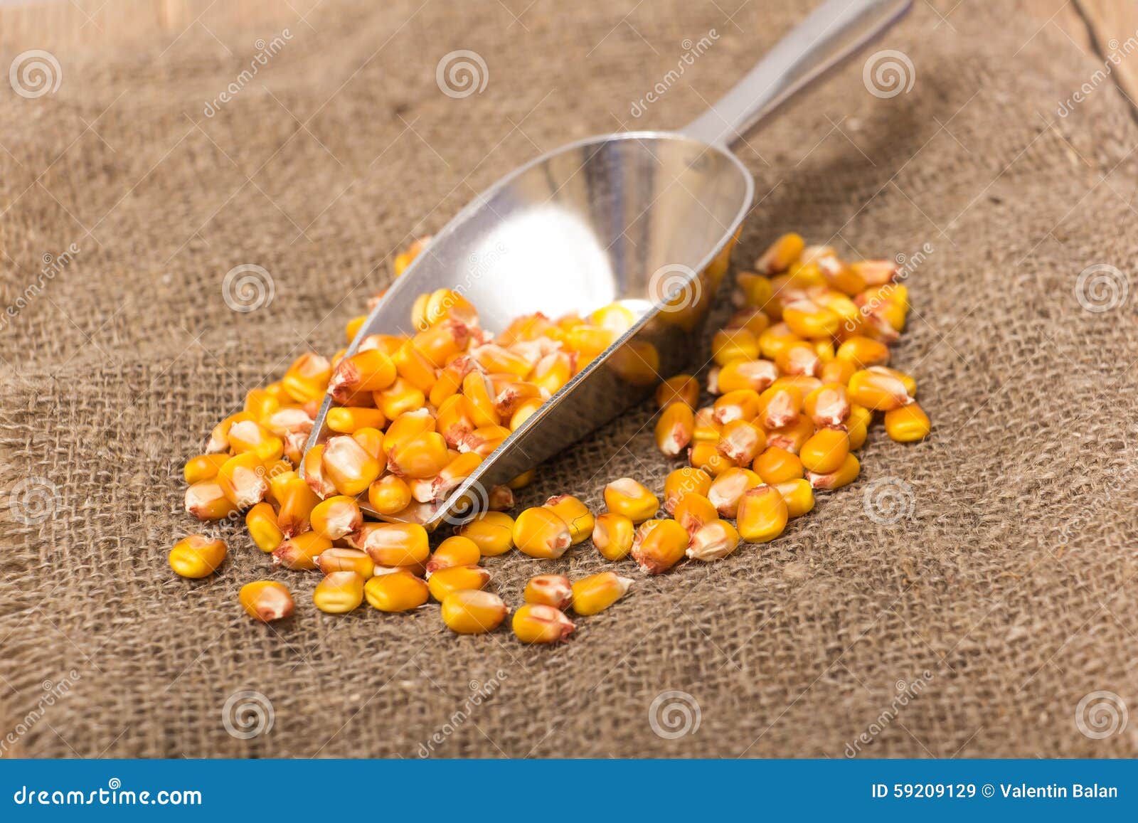 Corn grains stock image. Image of biology, closeup, ingredient - 59209129