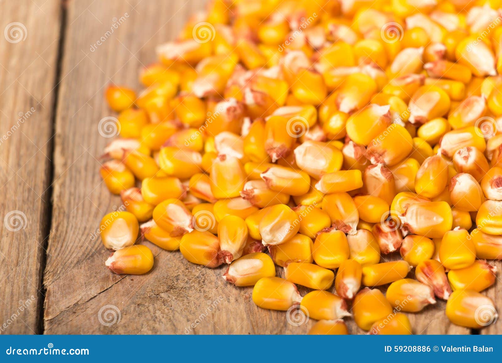 Corn grains stock photo. Image of eating, biology, food - 59208886