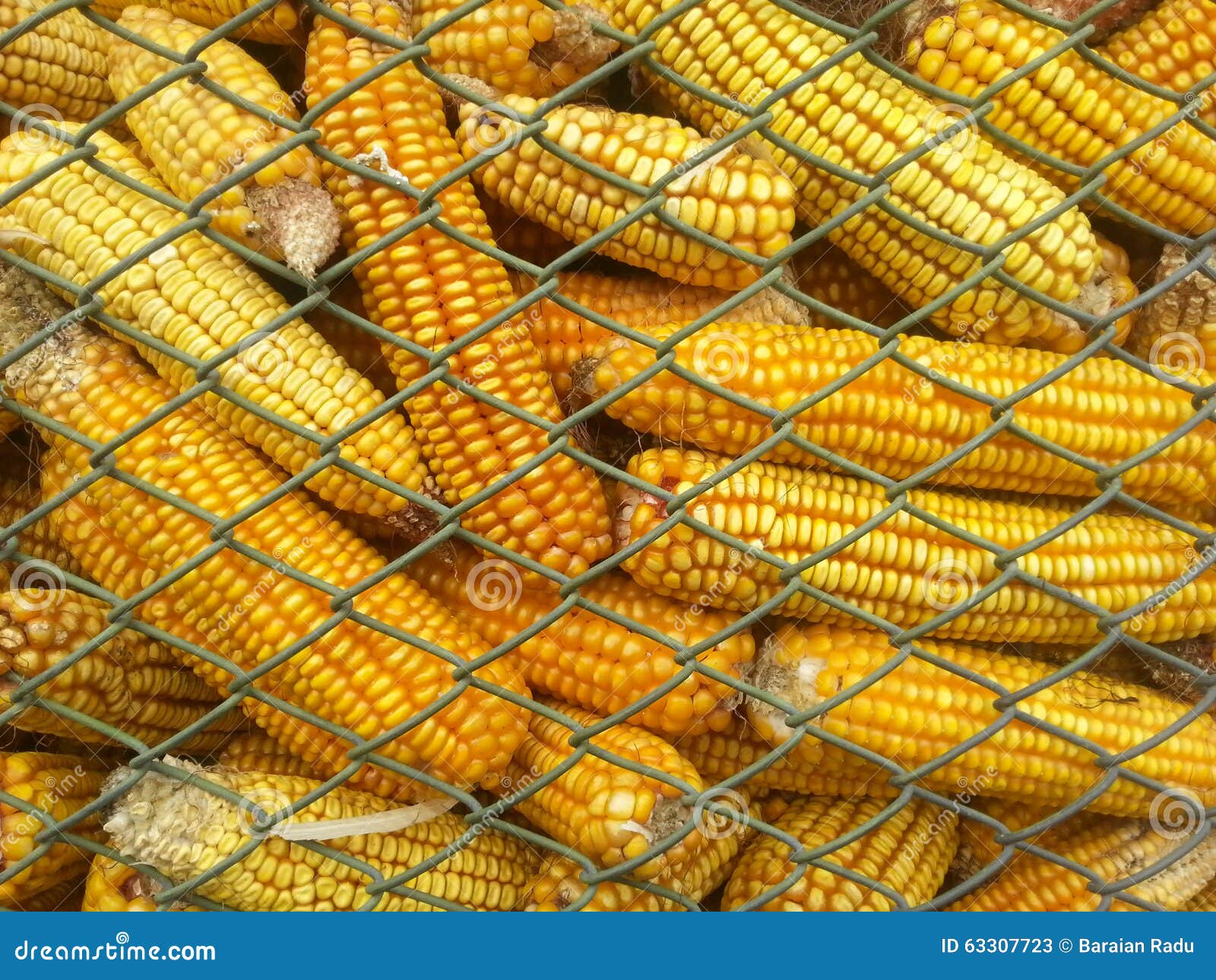 Corn in granary stock image. Image of harvestn, farm - 63307723