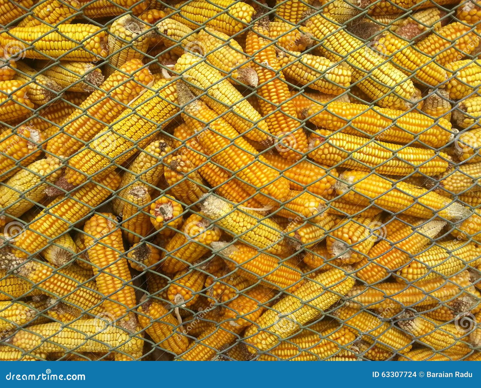 Corn in granary stock photo. Image of crop, agriculture - 63307724