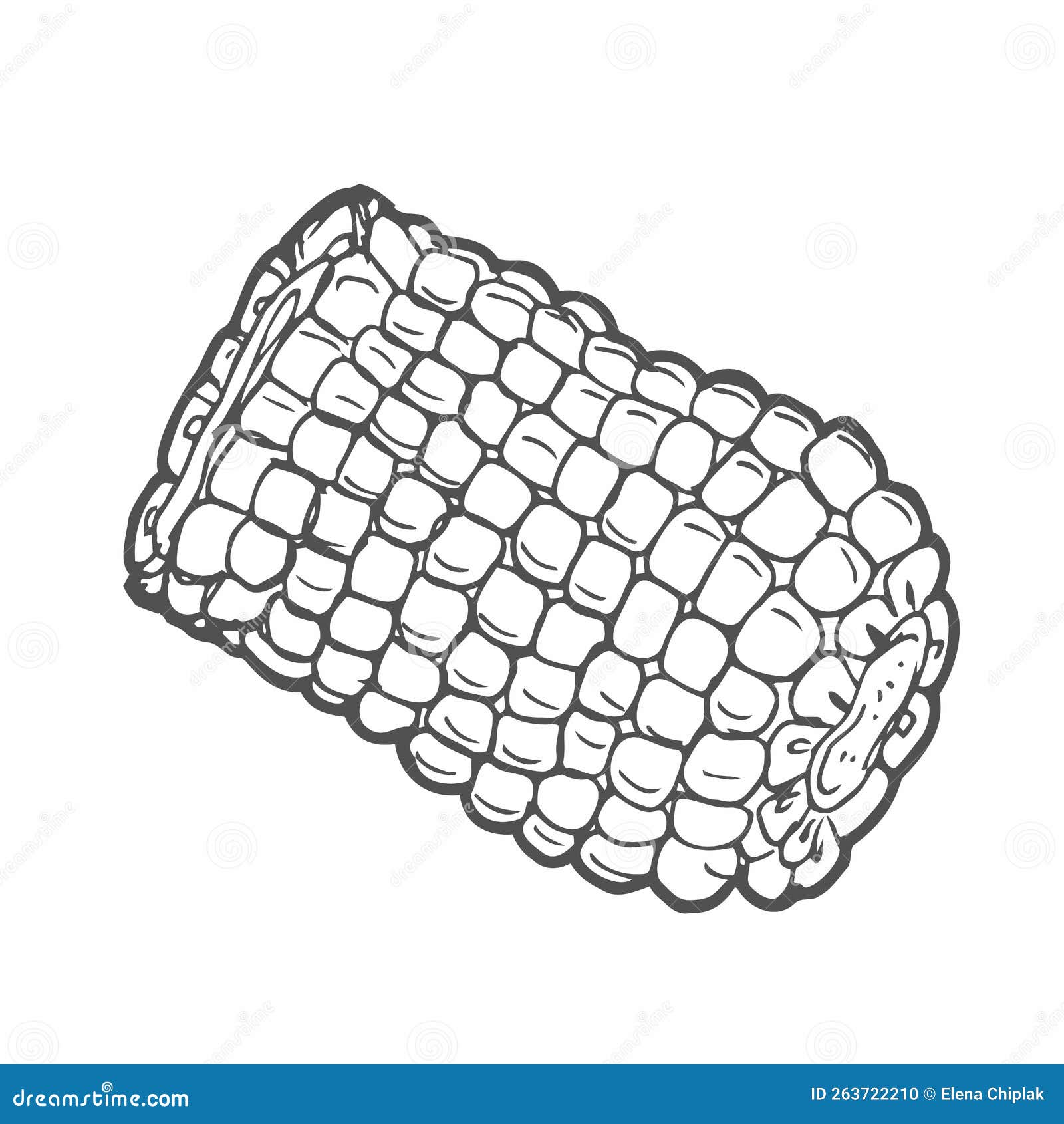Corn Cob Graphic Illustration - Hand Drawn With Black Ink And ...
