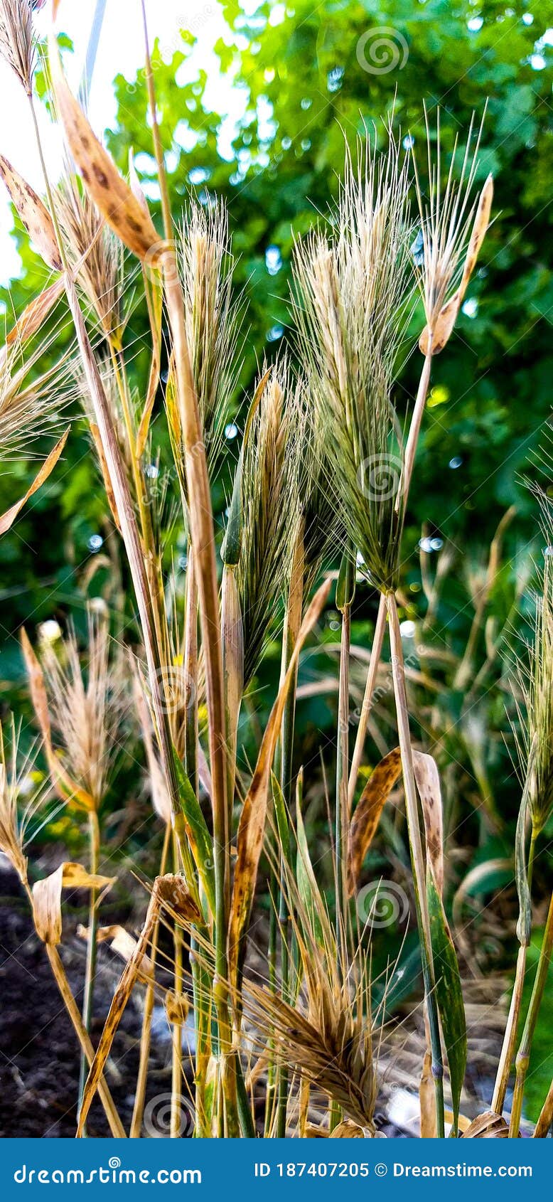 Corn grass stock image. Image of flower, green, corn - 187407205