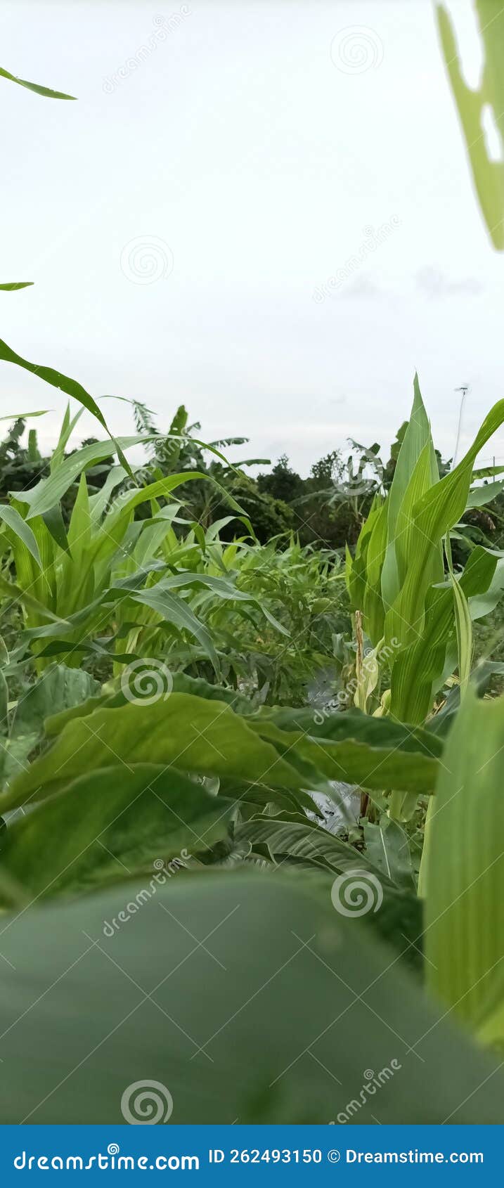 Corn in the grass stock photo. Image of grass, agriculture - 262493150