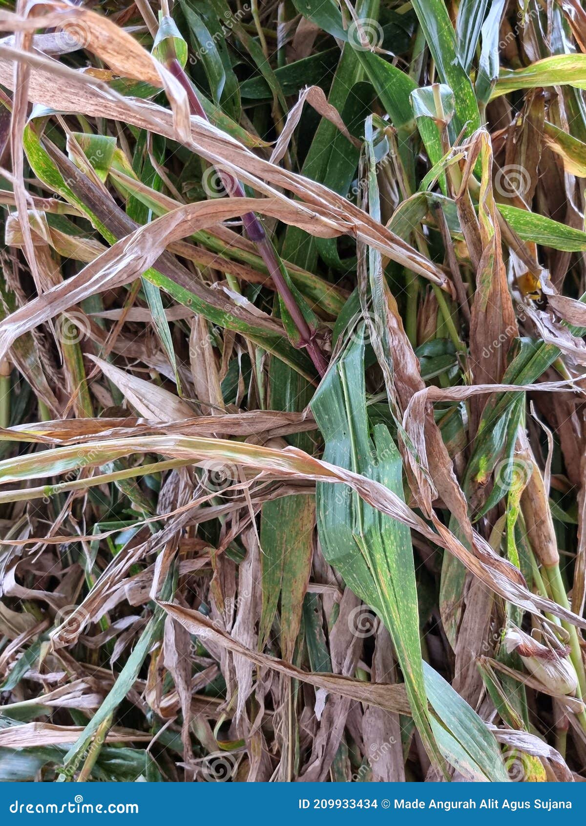 Corn grass trunk stock photo. Image of tree, soil, plant - 209933434
