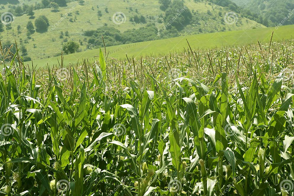 Corn Green Fields Landscape Outdoors Stock Image - Image of growing ...