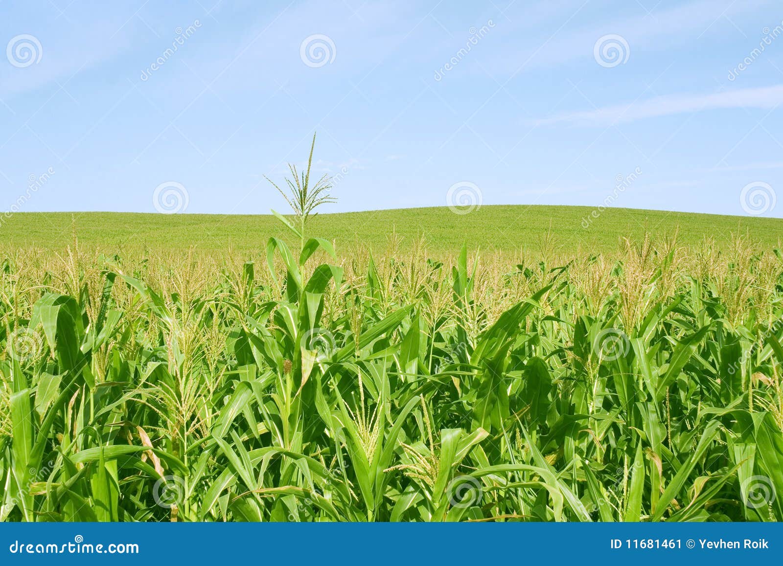 Corn Green Fild and Blue Sky Stock Image - Image of vibrant, grain ...