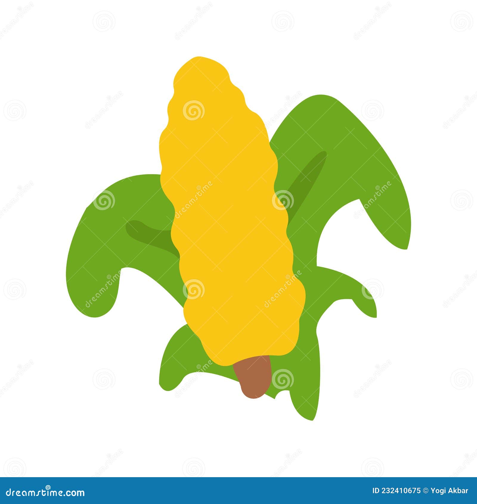 Corn in Green Husk Isolated on a White Background. Vector Illustration ...