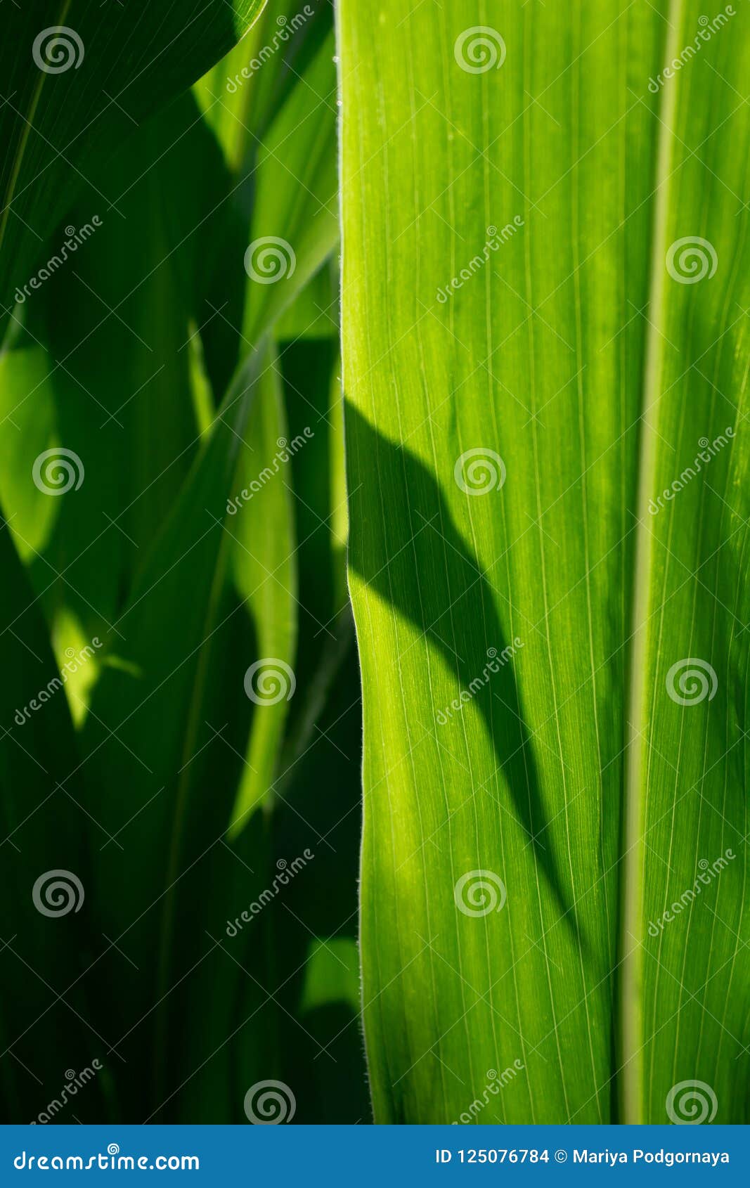 Corn Green Leaf in Sunny Light on Macro Photo Stock Photo - Image of ...