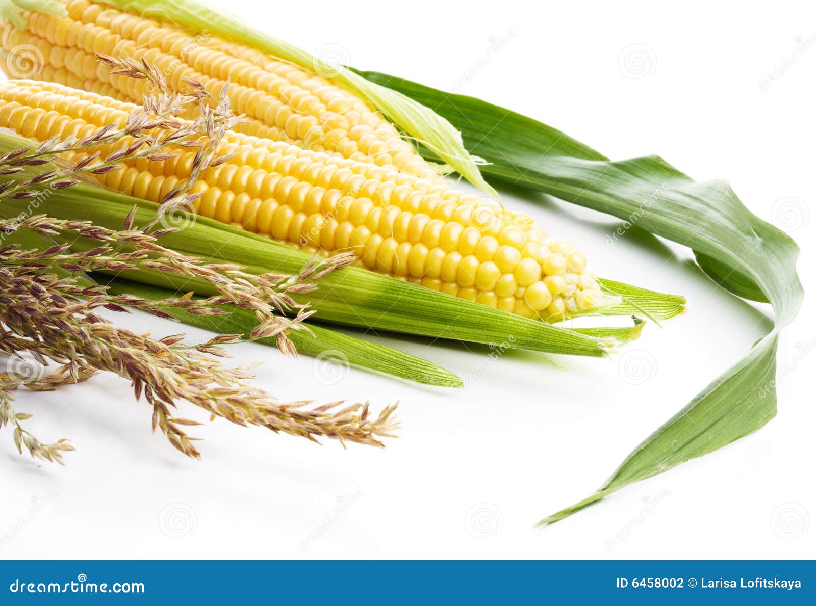 Corn with green leaves stock photo. Image of agriculture - 6458002
