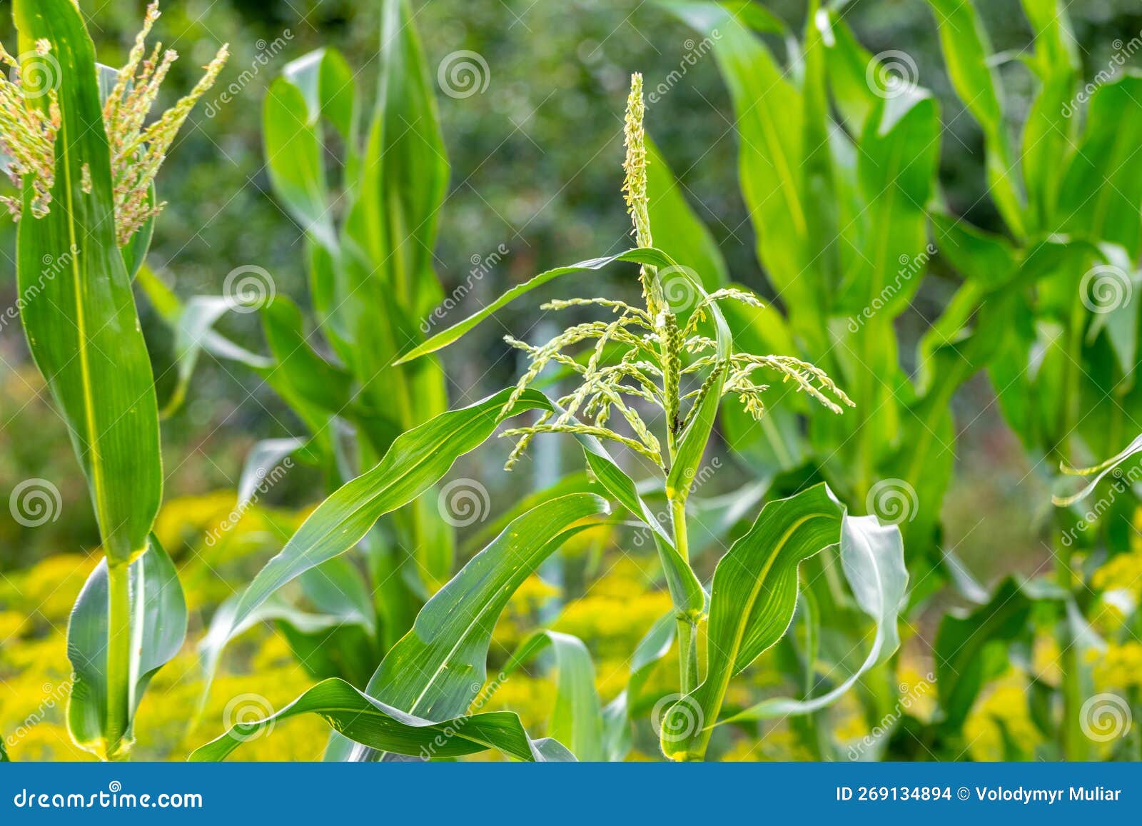 Corn with Green Leaves in the Field. Corn Cultivation Stock Photo ...
