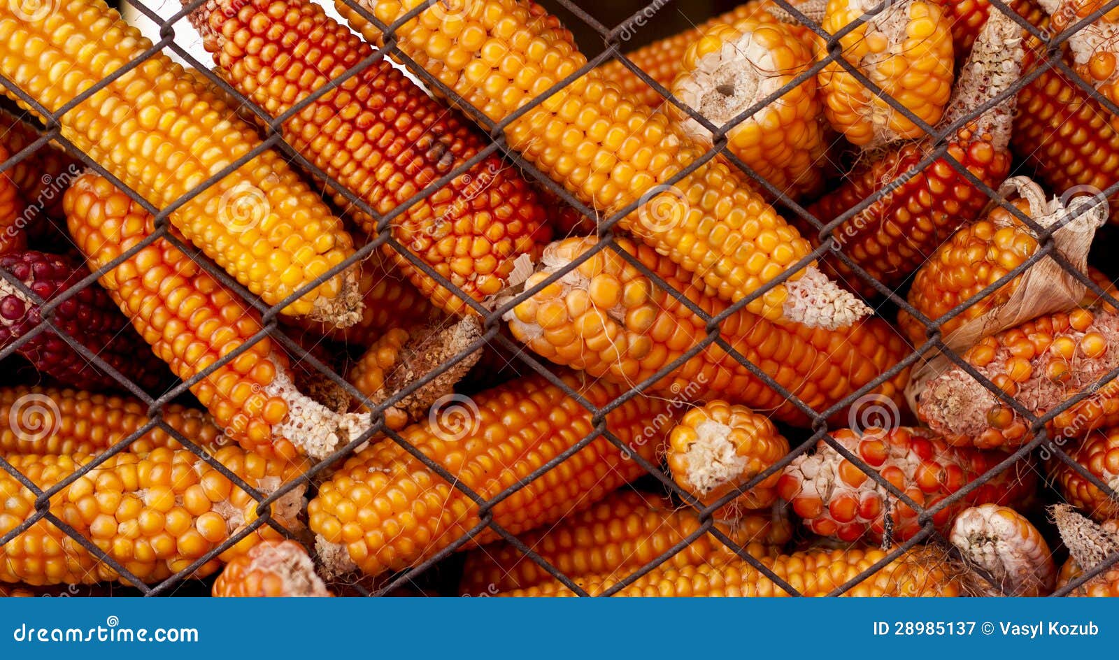 Corn through grid stock image. Image of farm, group, agricultural ...