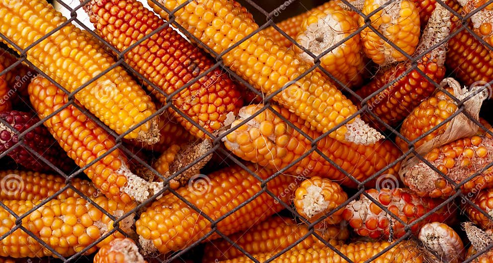 Corn through grid stock image. Image of farm, group, agricultural ...