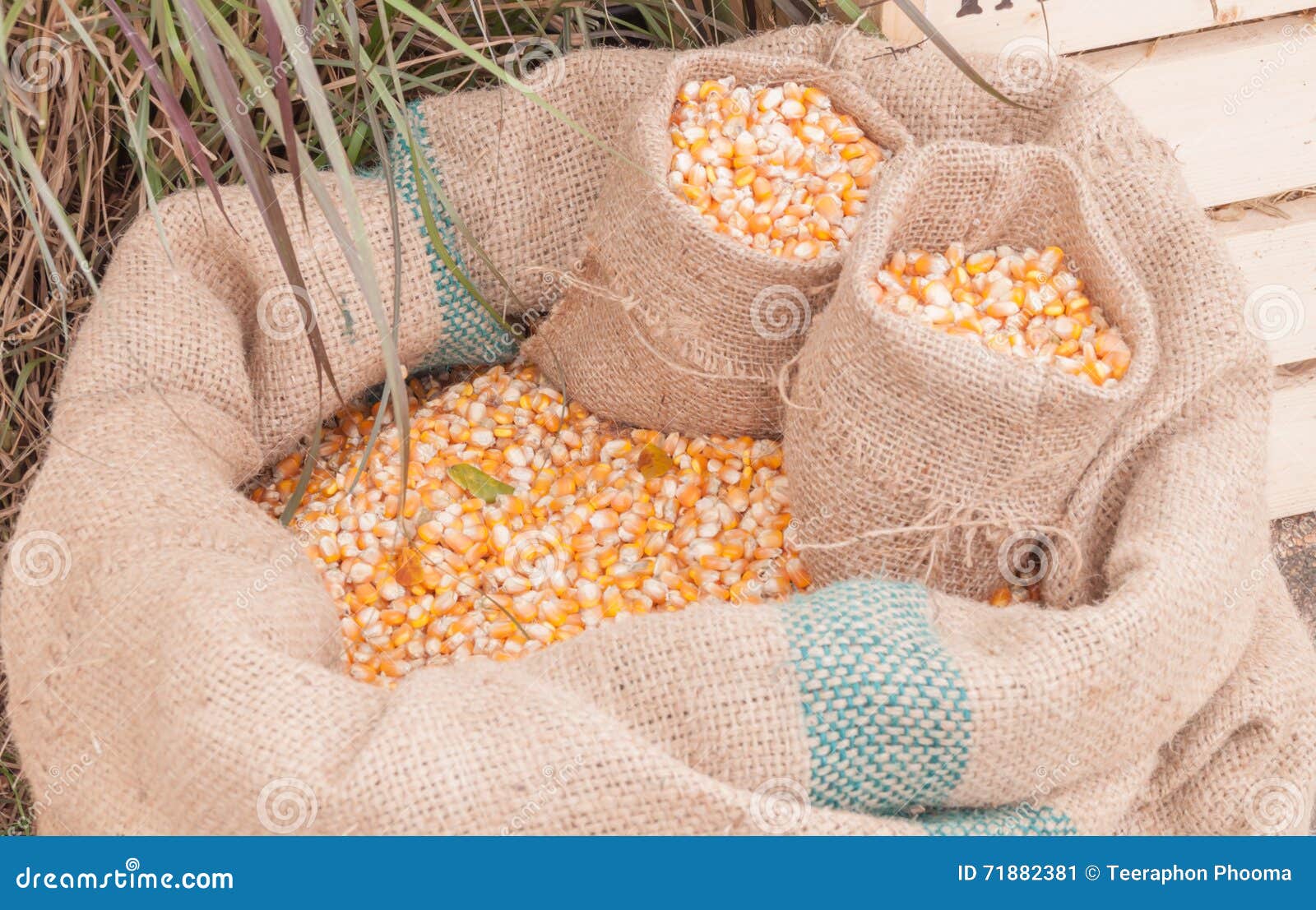 Corn groats and seeds stock image. Image of corncob, crop - 71882381