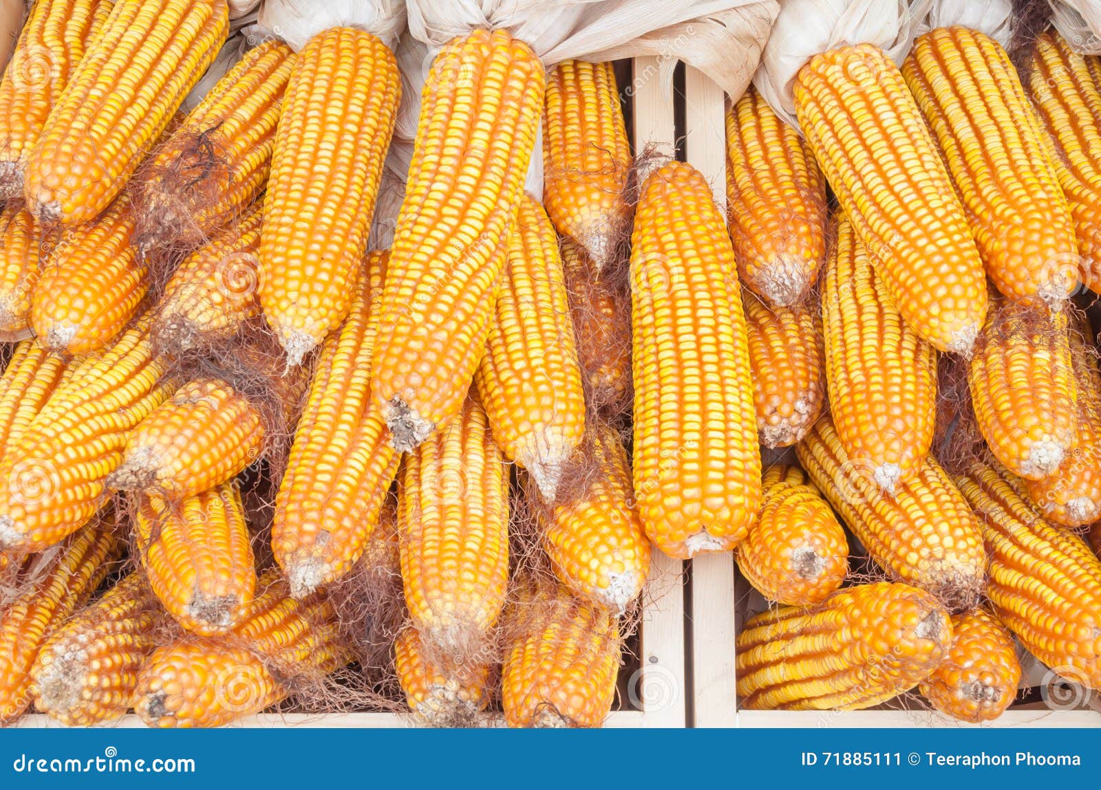 Corn groats and seeds stock image. Image of corn, crop - 71885111