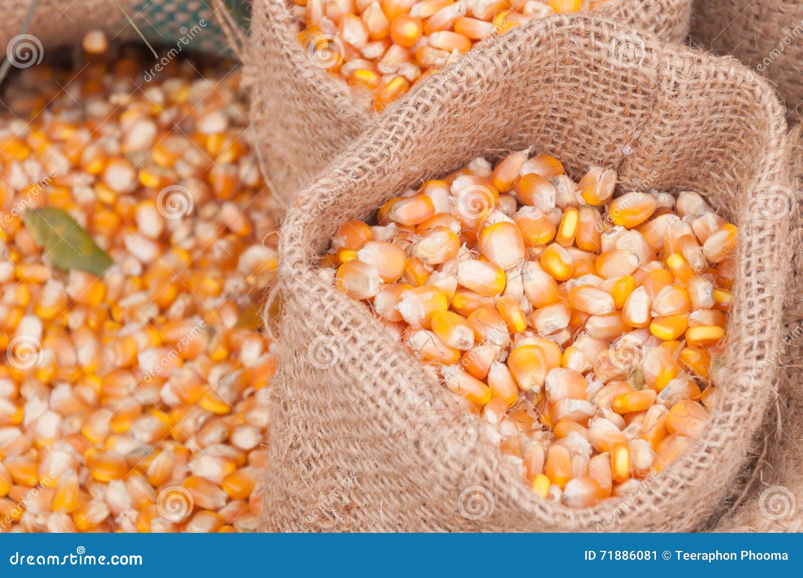 Corn groats and seeds stock image. Image of closeup, crop - 71886081