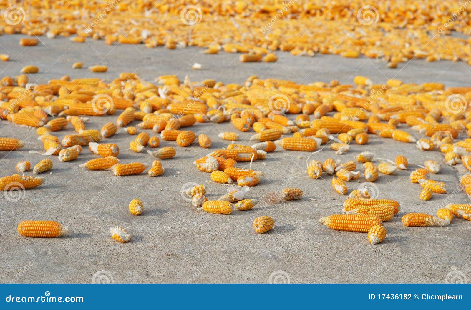 Corn on the Ground stock photo. Image of cereal, outdoors - 17436182