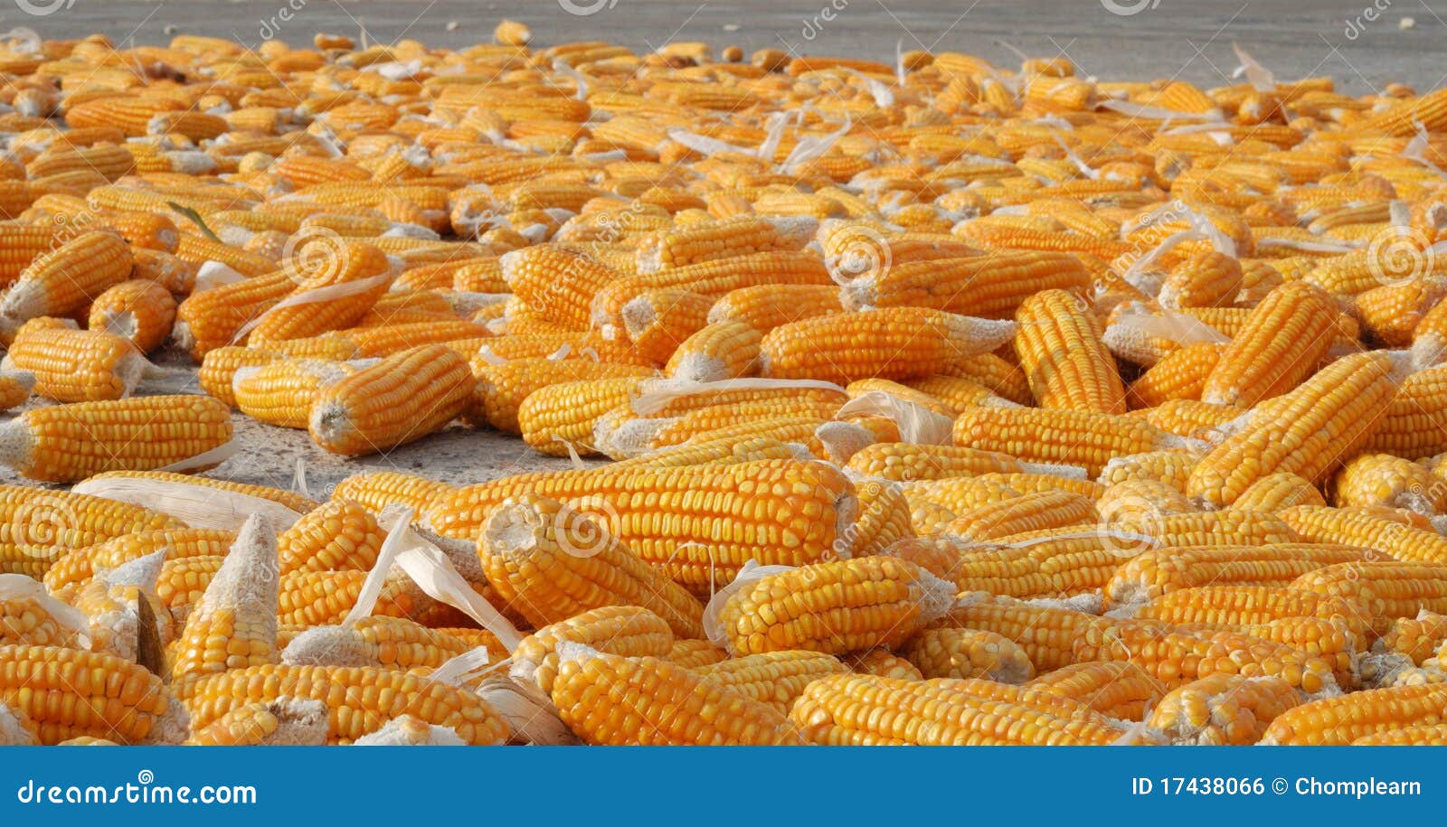 Corn on the Ground stock photo. Image of crop, cereal - 17438066