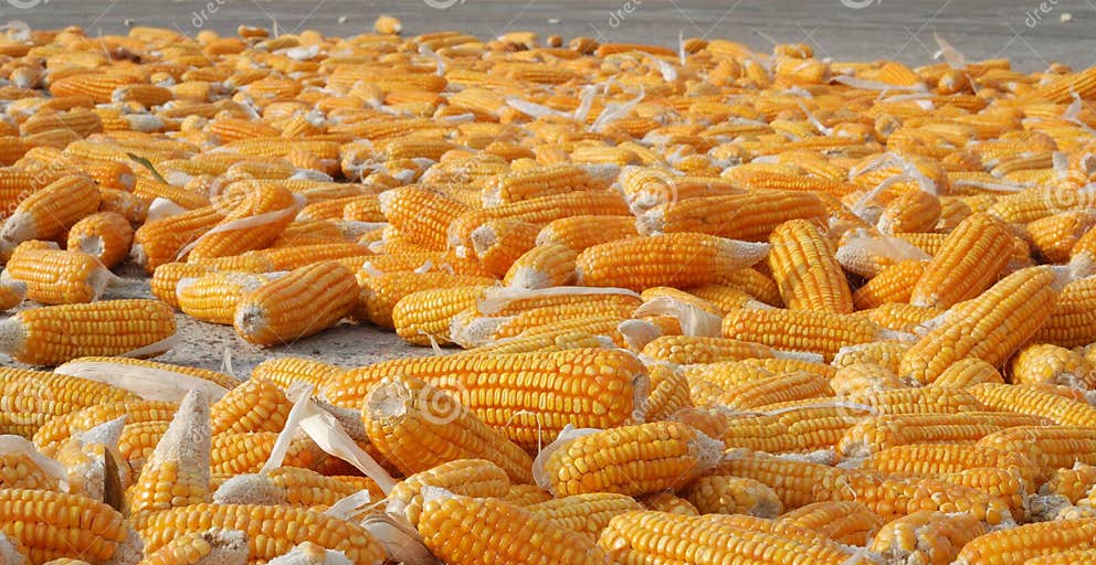 Corn on the Ground stock photo. Image of crop, cereal - 17438066