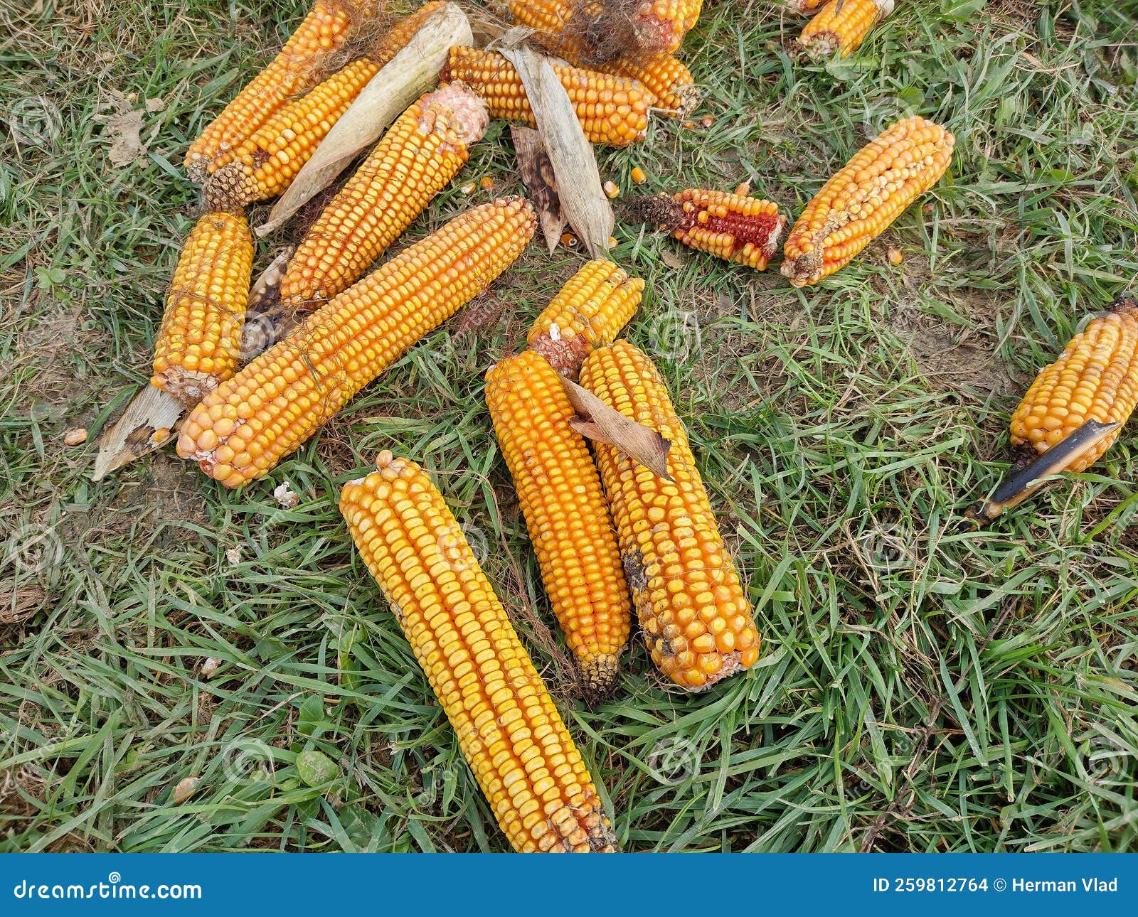Corn on the Ground in Autumn, in Maramures County, Romania Stock Photo ...