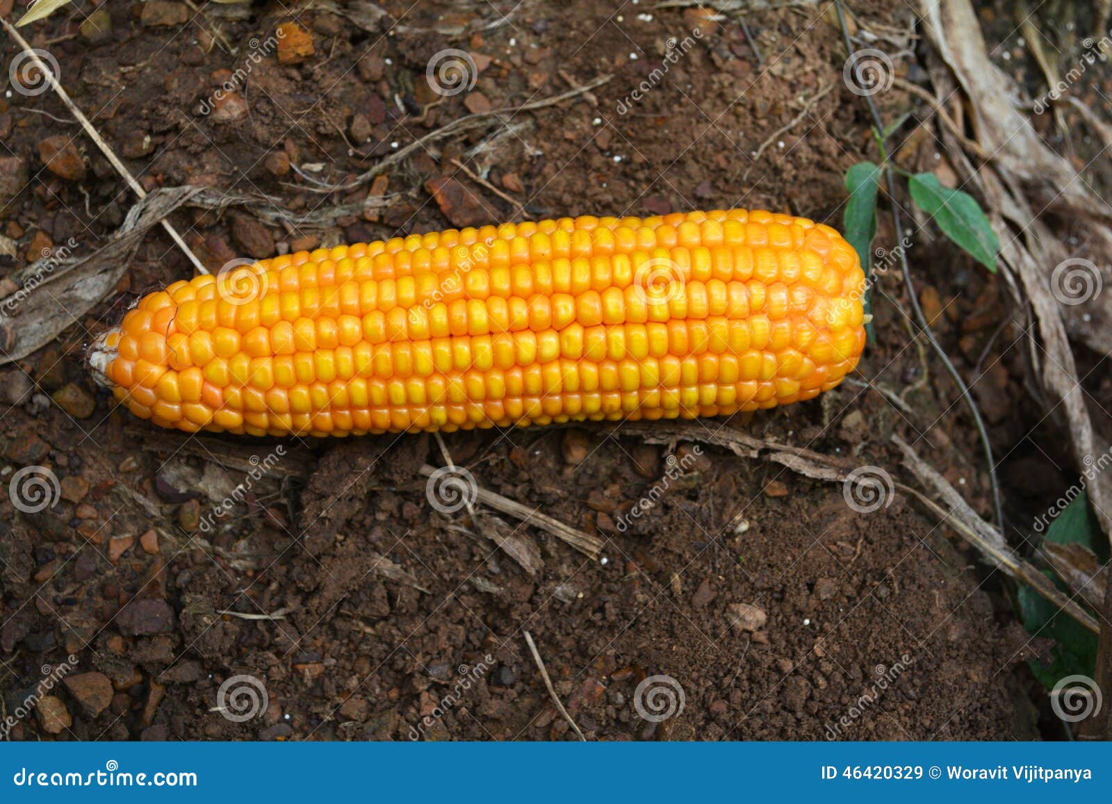 Corn on ground stock image. Image of healthy, agronomy - 46420329