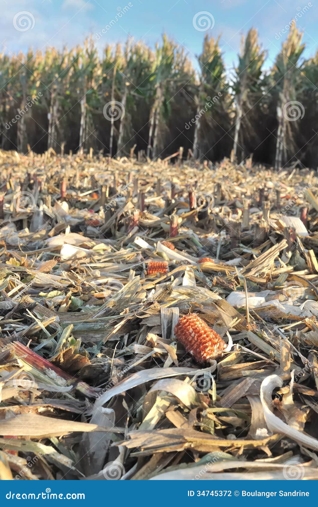 Corn on the ground stock photo. Image of ground, maize - 34745372
