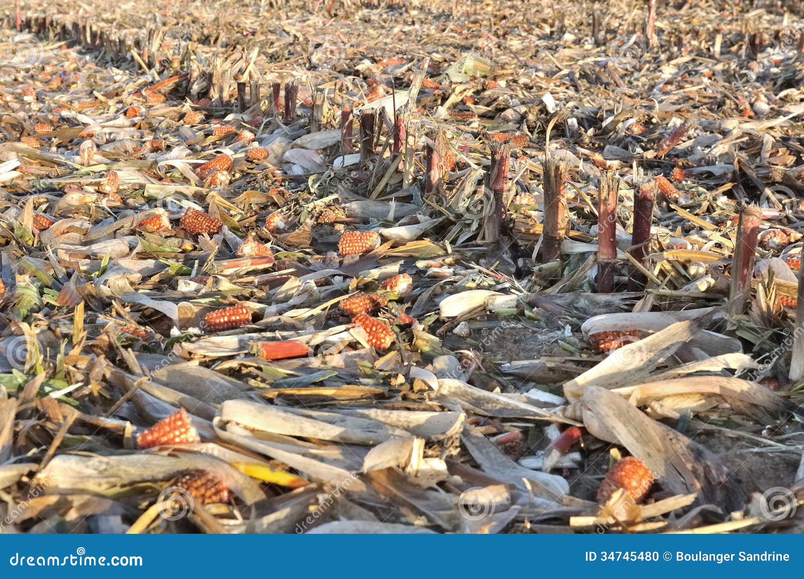 Corn on ground stock photo. Image of corn, harvest, ground - 34745480