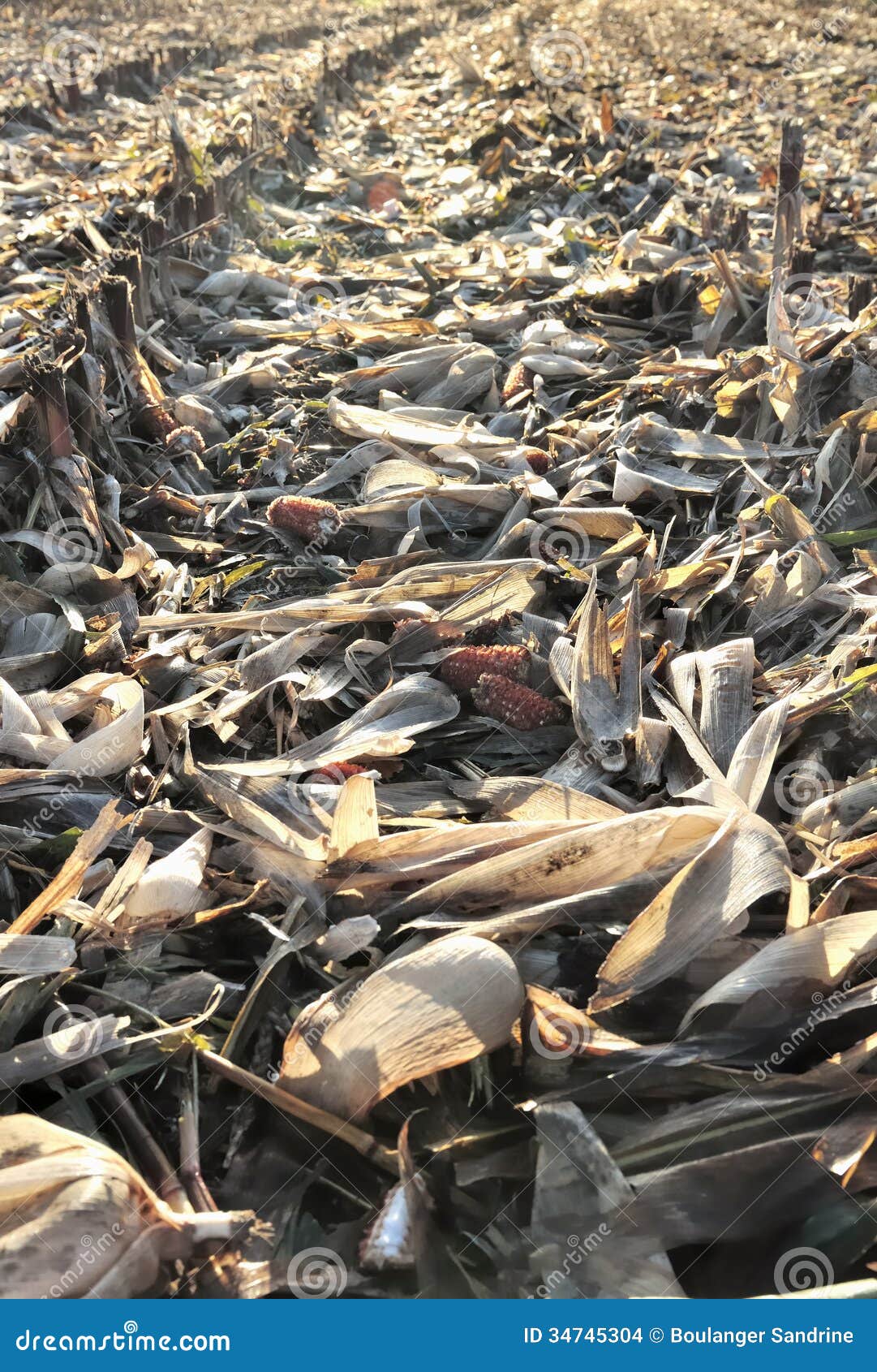 Corn on the ground stock photo. Image of corn, harvest - 34745304