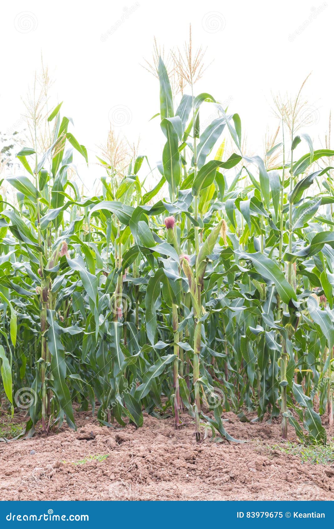 Corn on the ground. stock image. Image of countryside - 83979675
