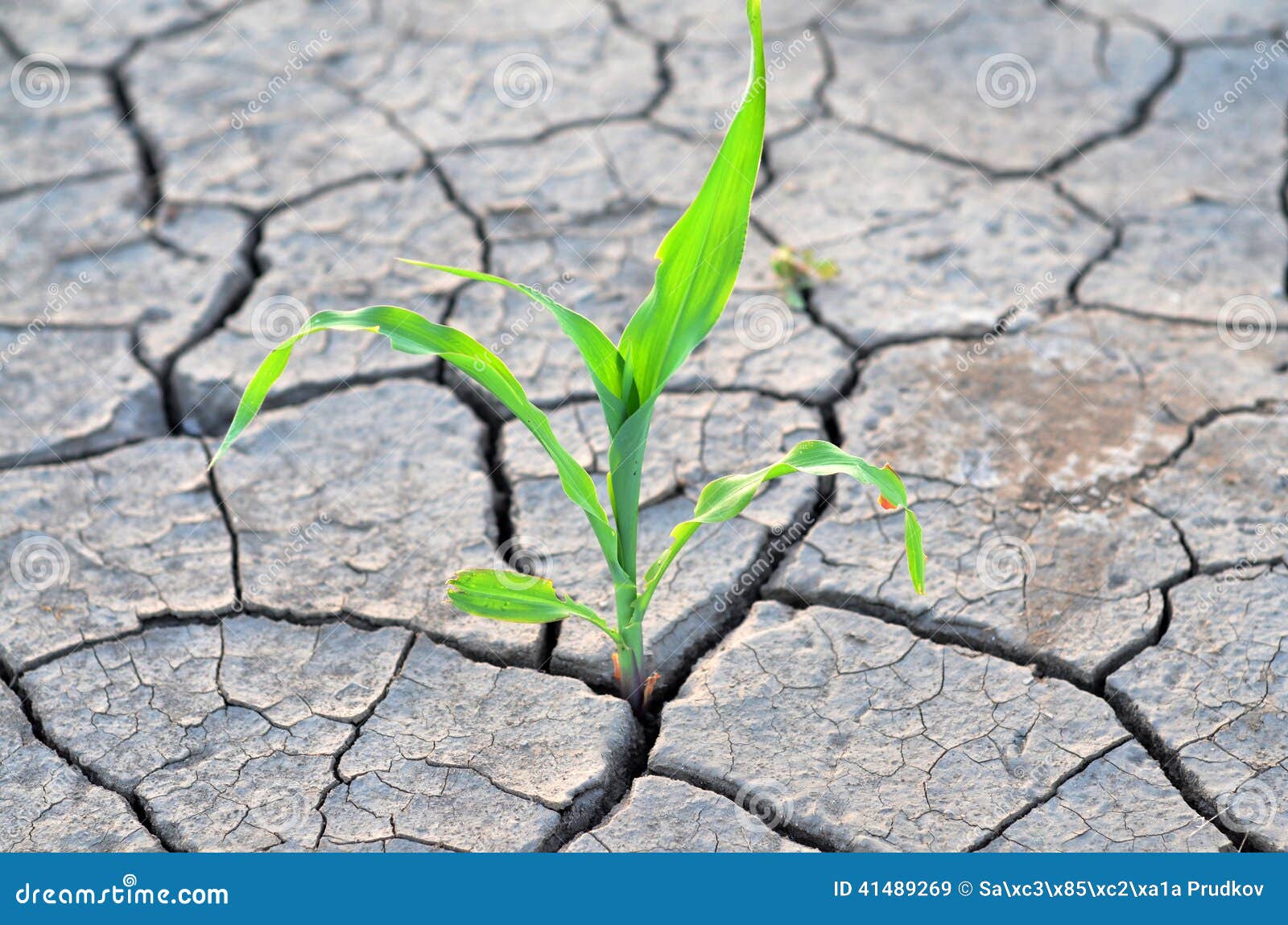 Corn Growing on the Dry Agricultural Land Stock Image - Image of green ...