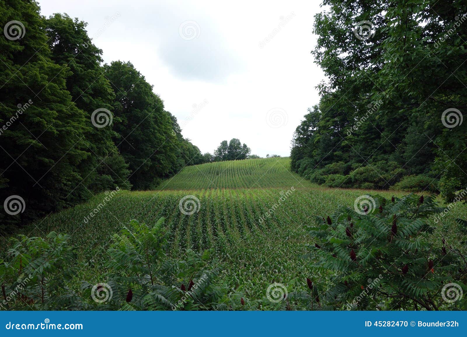 Corn Growing at a Farm in Canada Stock Photo - Image of rows, ontario ...
