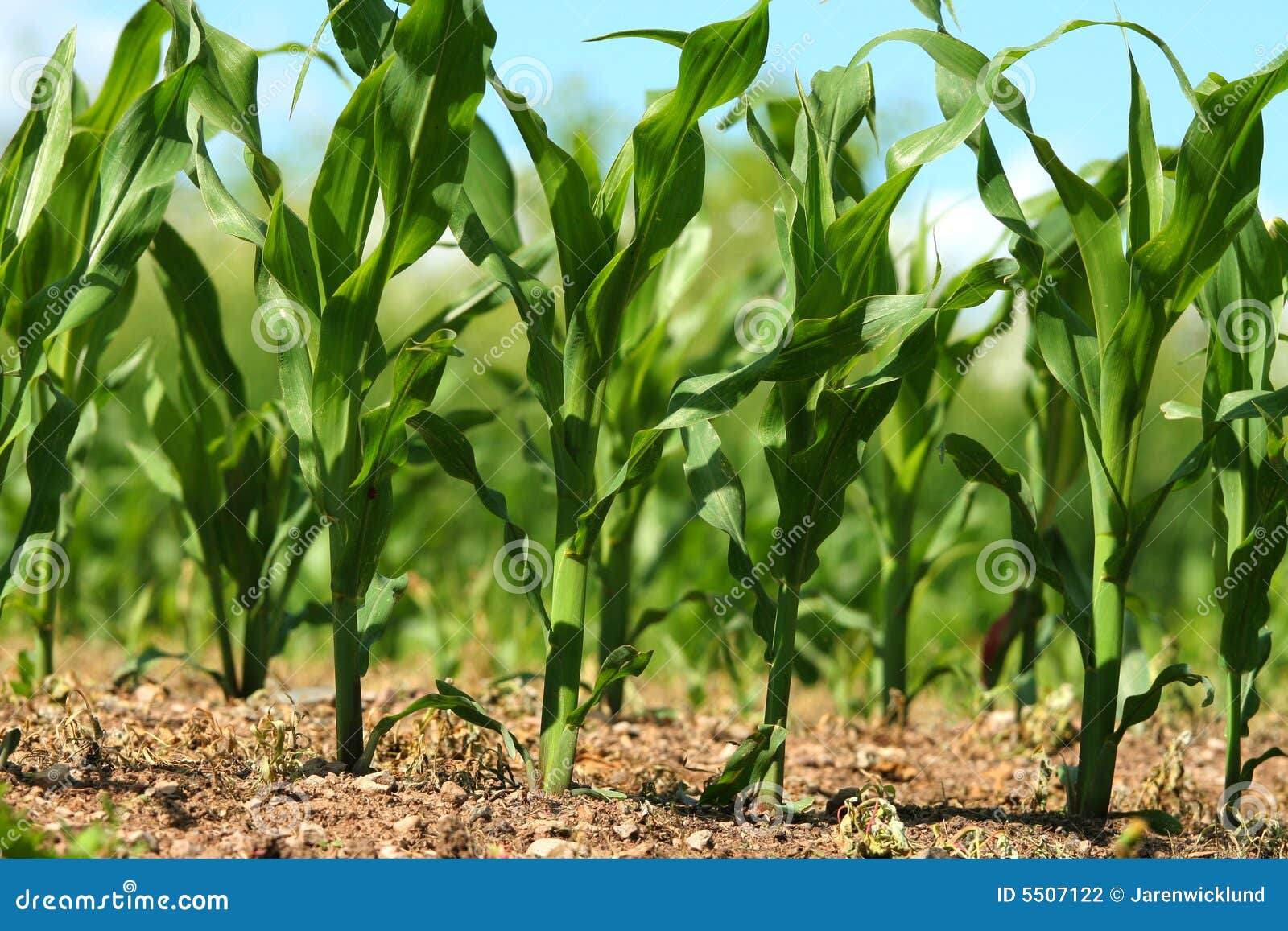Corn growing in field stock photo. Image of growing, corn - 5507122