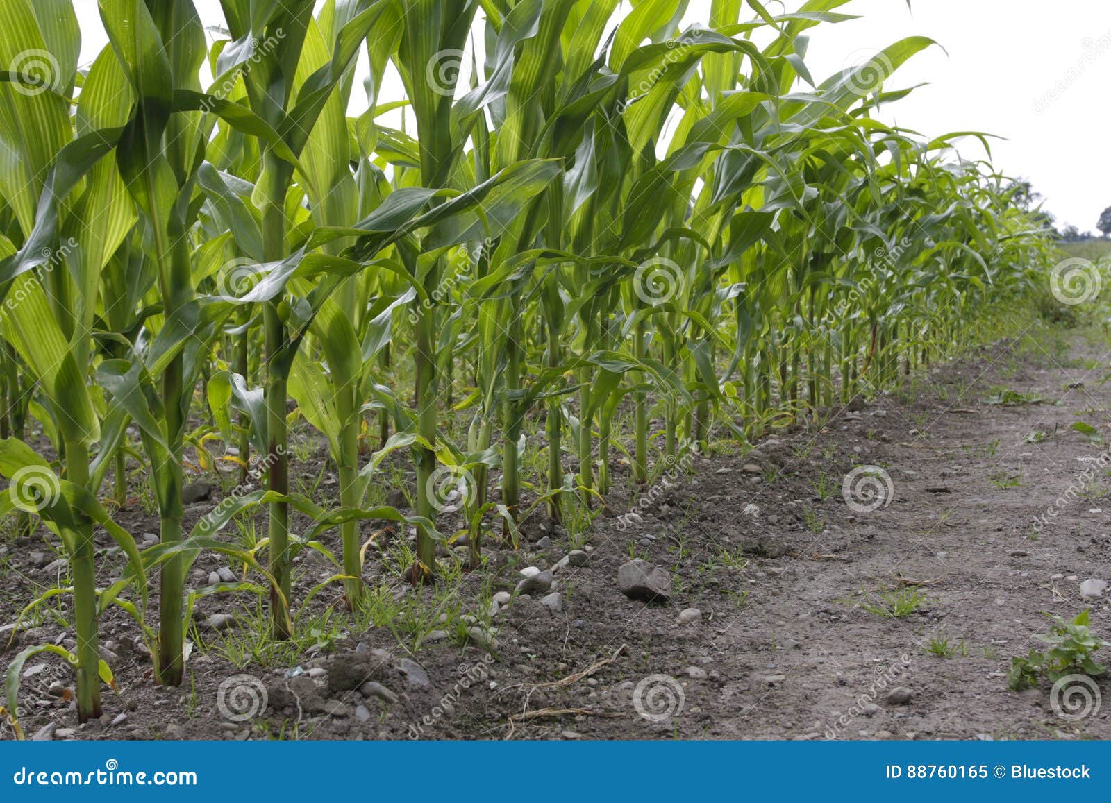 Corn growing in field stock image. Image of spring, agriculture - 88760165