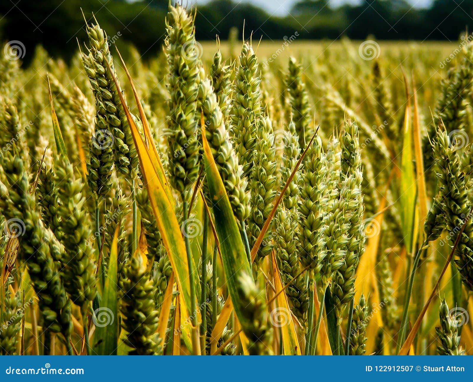 Corn field in Norfolk stock image. Image of yellow, straw - 122912507