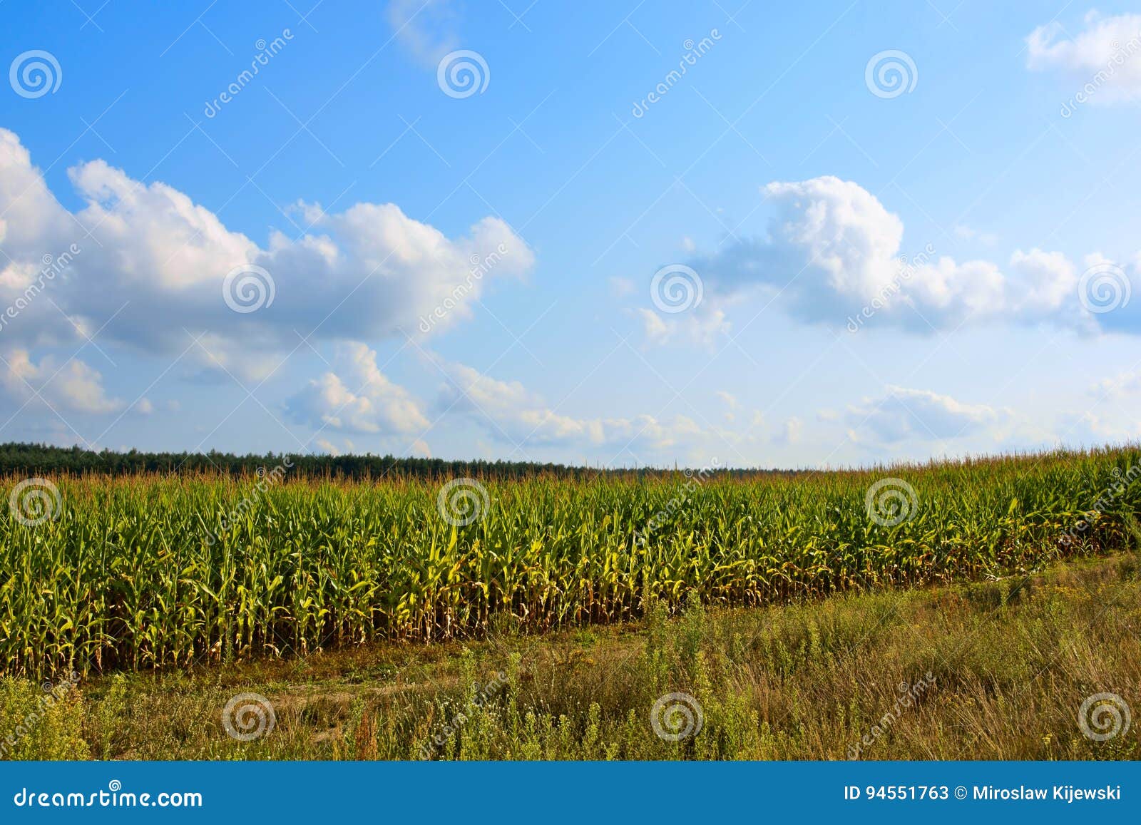 Corn growing in field stock image. Image of outdoors - 94551763