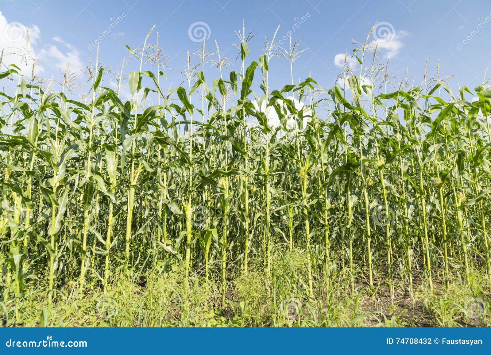 Corn growing stock photo. Image of growth, cultivated - 74708432