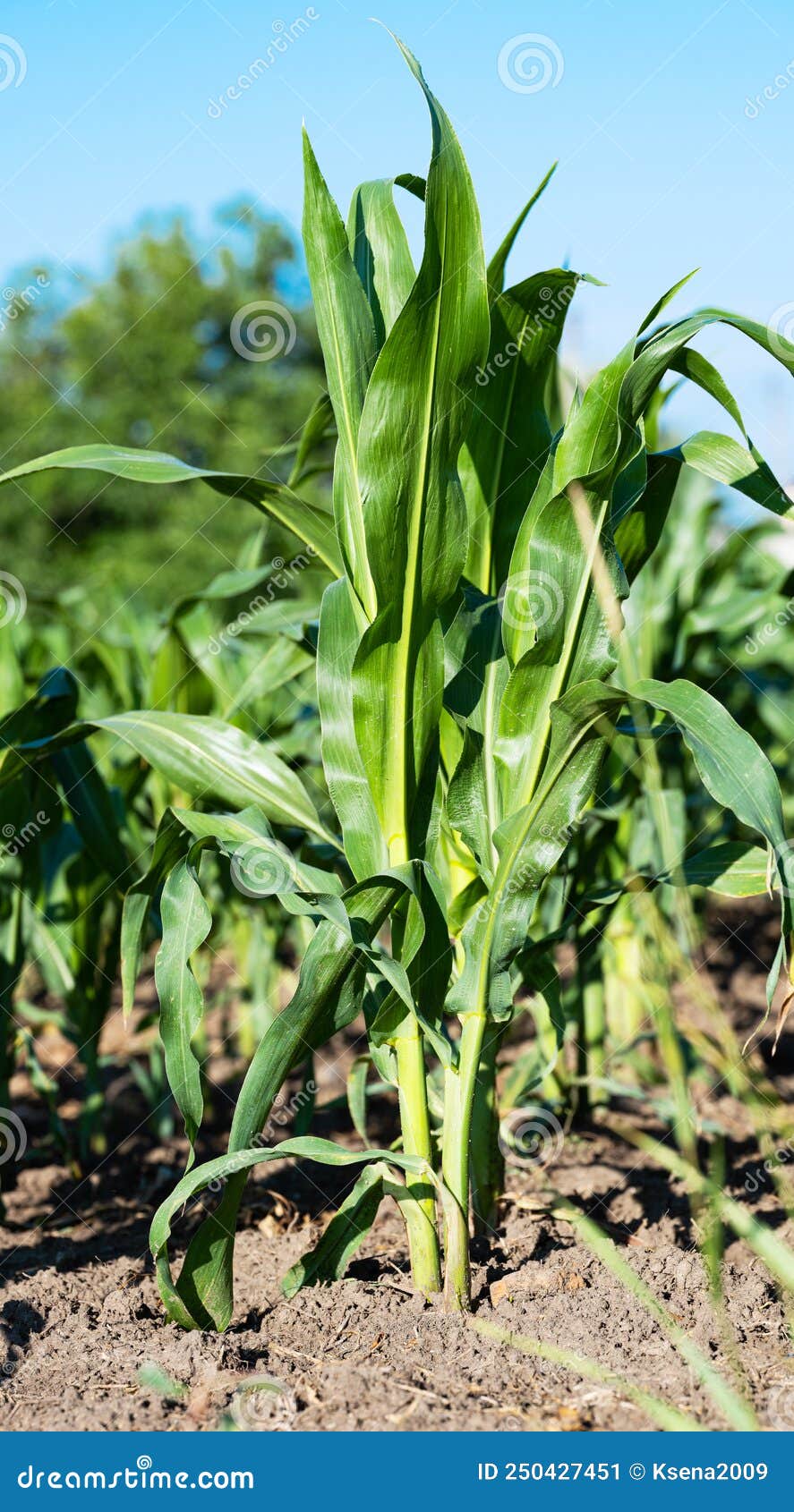 Corn Growing on the Field in Summer Stock Image - Image of season ...