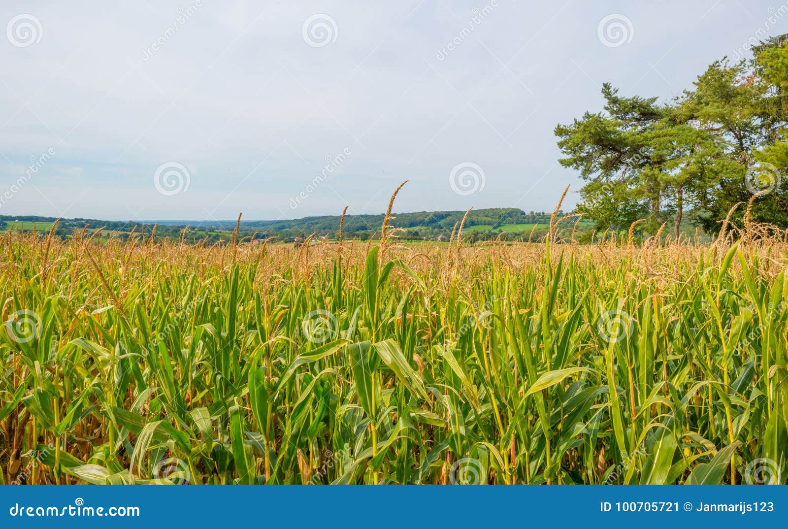 Corn Growing in a Field in Sunlight in Autumn Stock Image - Image of ...