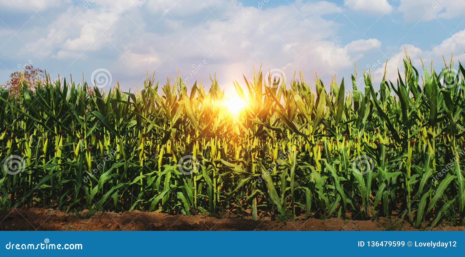 Corn Growing in Plantation with Sun Stock Image - Image of feed, campo ...