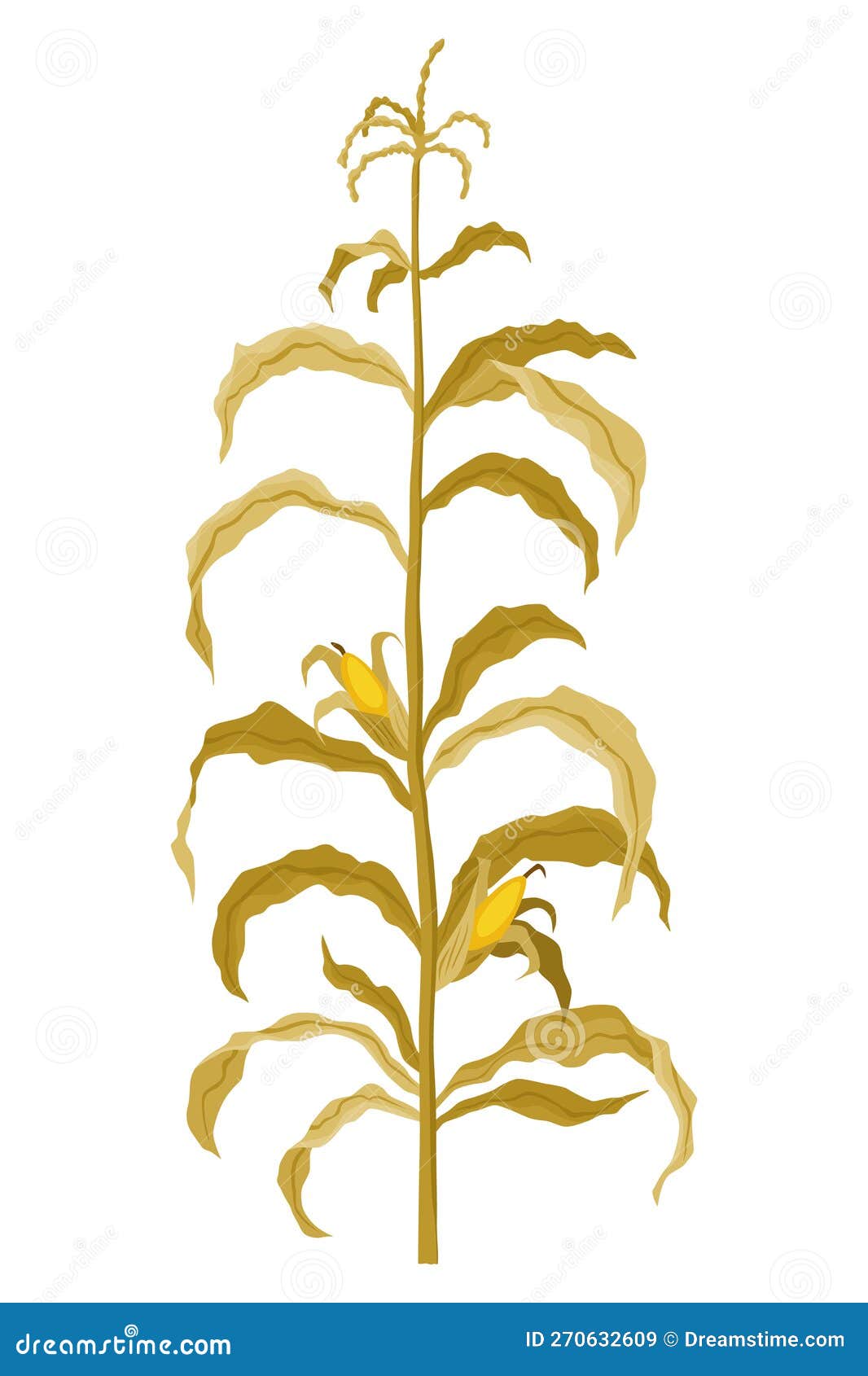 Corn Growing Stage. Maize Growth Plant Isolated On White Background ...