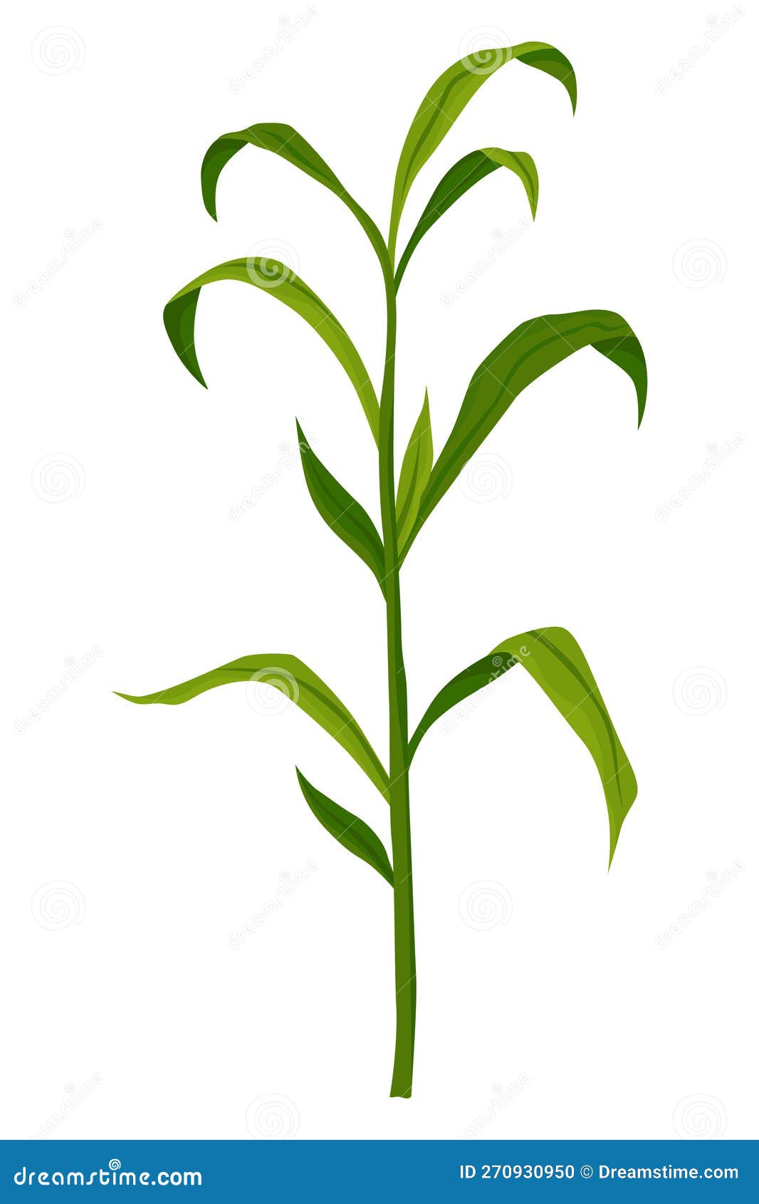 Corn Growing Stage. Maize Growth Plant Isolated on White Background ...